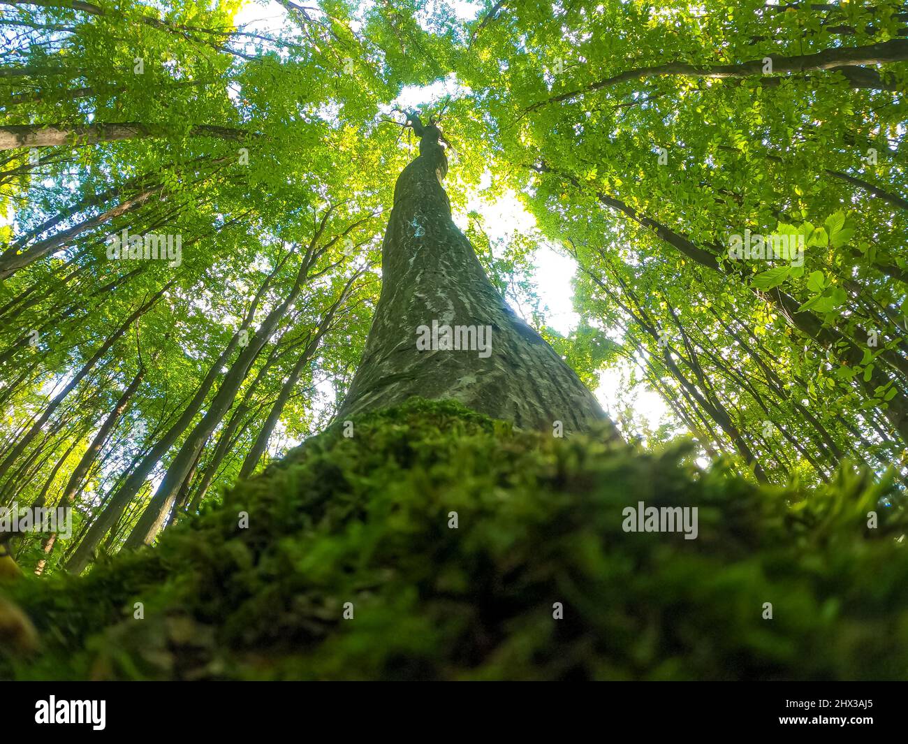 Bottom view of sunlight through treetops. Summer forest sunny landscape ...