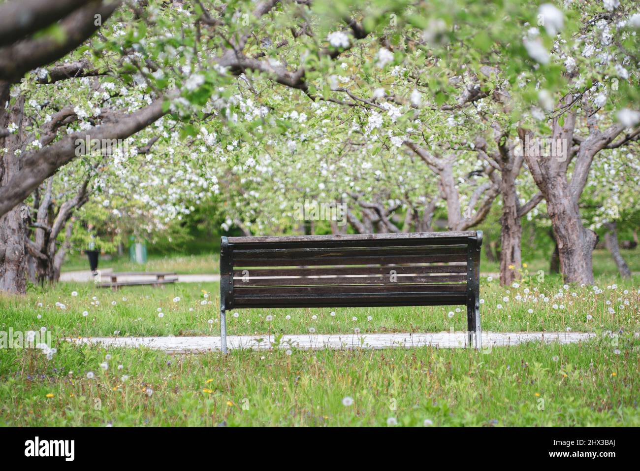 Empty bench in a blooming apple orchard Stock Photo - Alamy