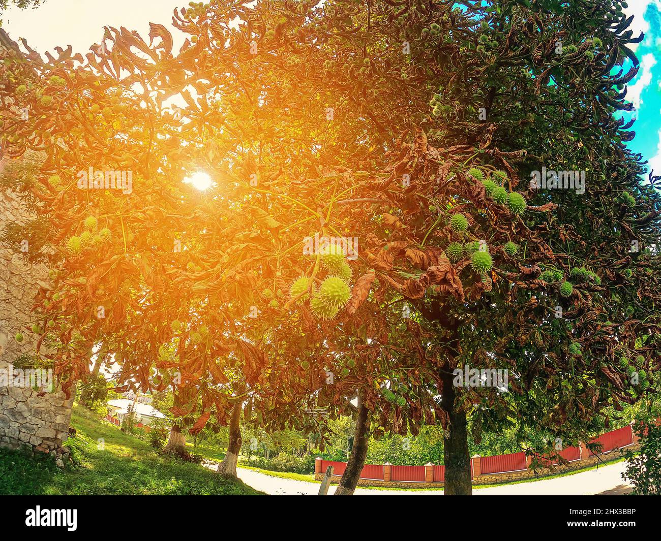 Sun through the leaves of chestnut tree. Chestnuts close up Stock Photo ...