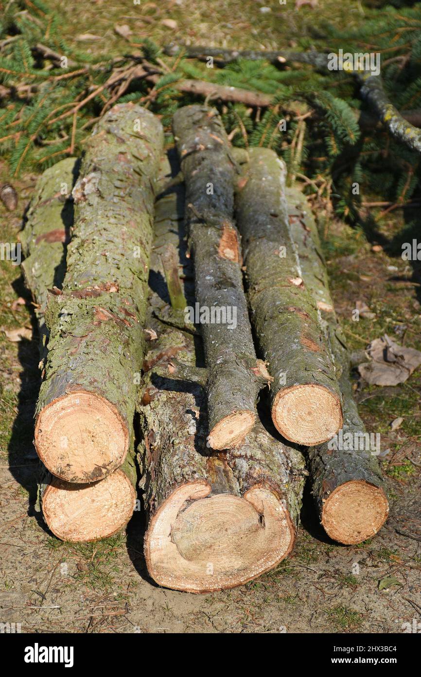 Cut-out tree trunks in the woods Stock Photo - Alamy