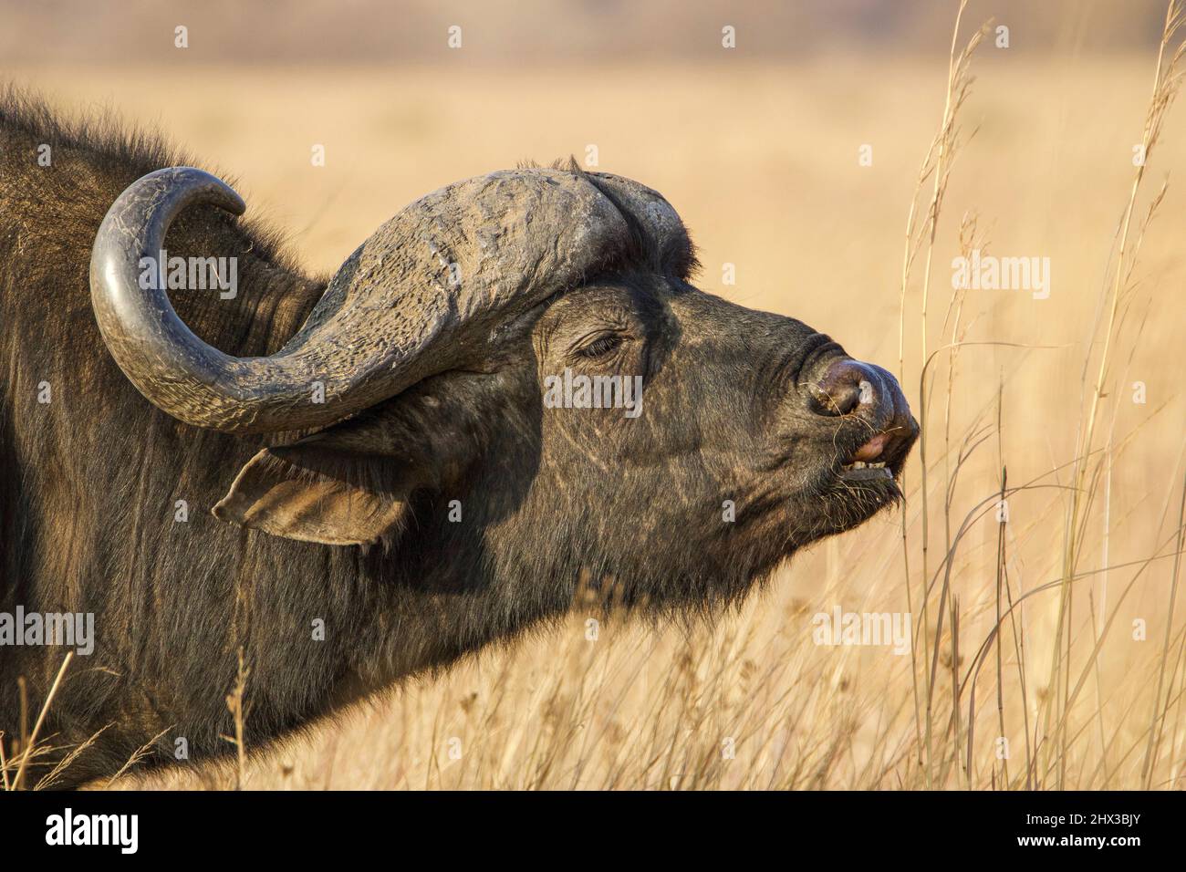 African Buffalo bull exhibiting the flehmen response, Kruger National ...