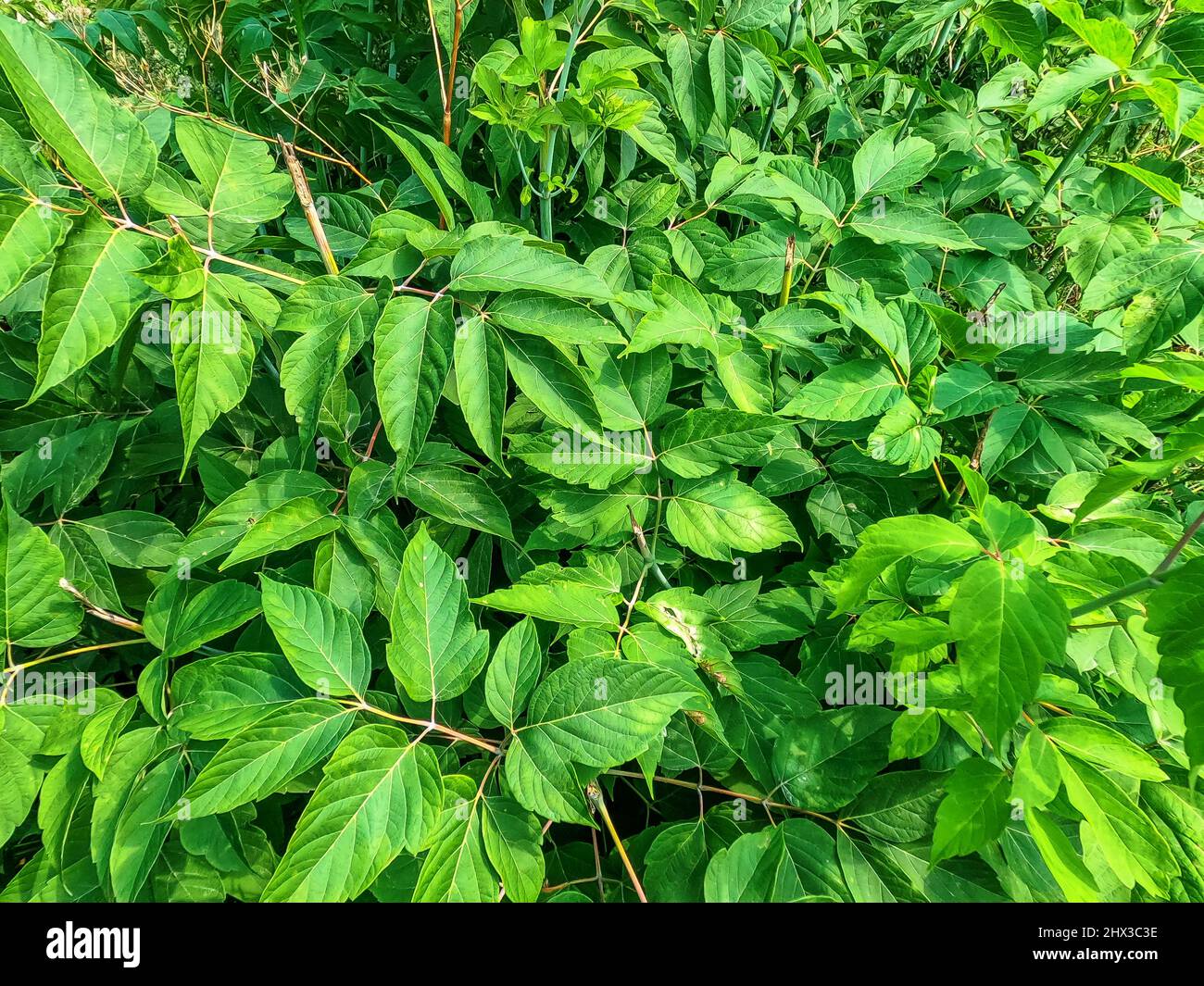 Green bush. Background of green vegetation. Top view of bright greenery ...