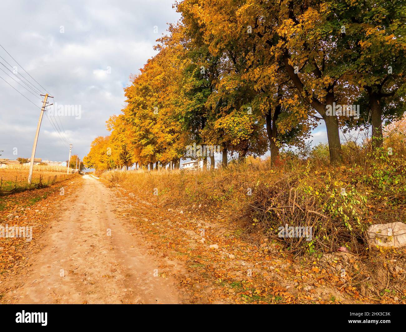 Yellowing autumn trees near country road. Early autumn in countryside ...