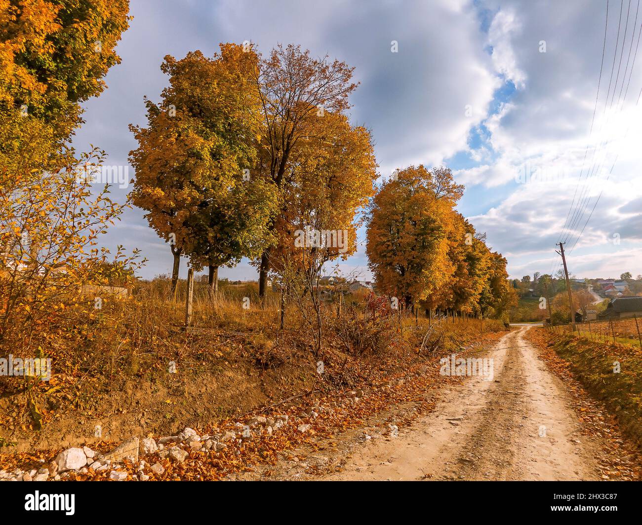 Country road. Row of yellow trees grows on roadside. Autumn cloudy ...