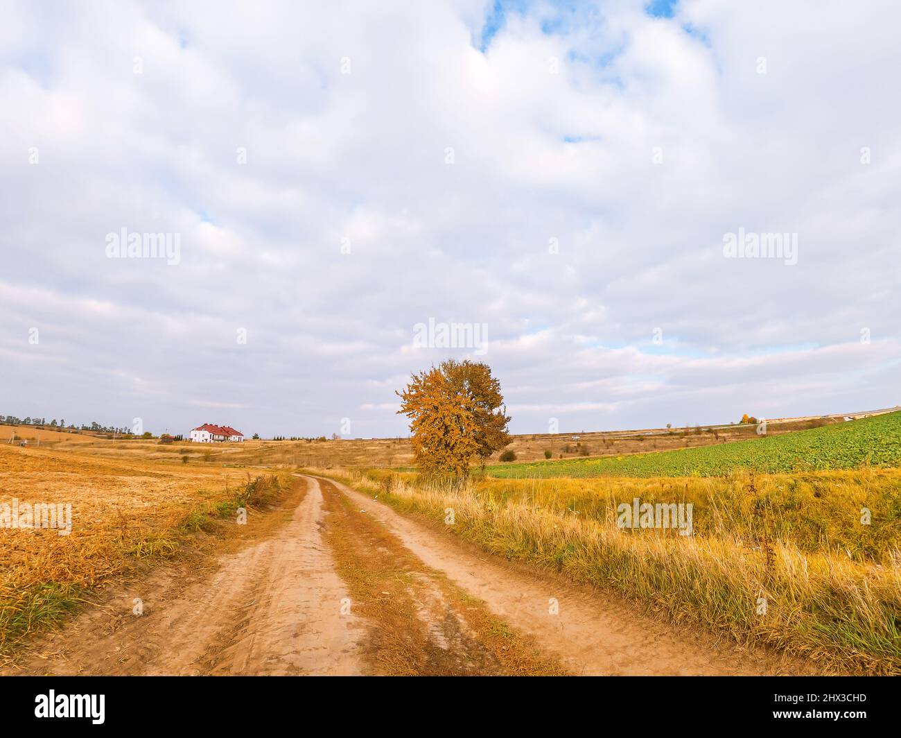 English oak tree painting hi-res stock photography and images - Alamy