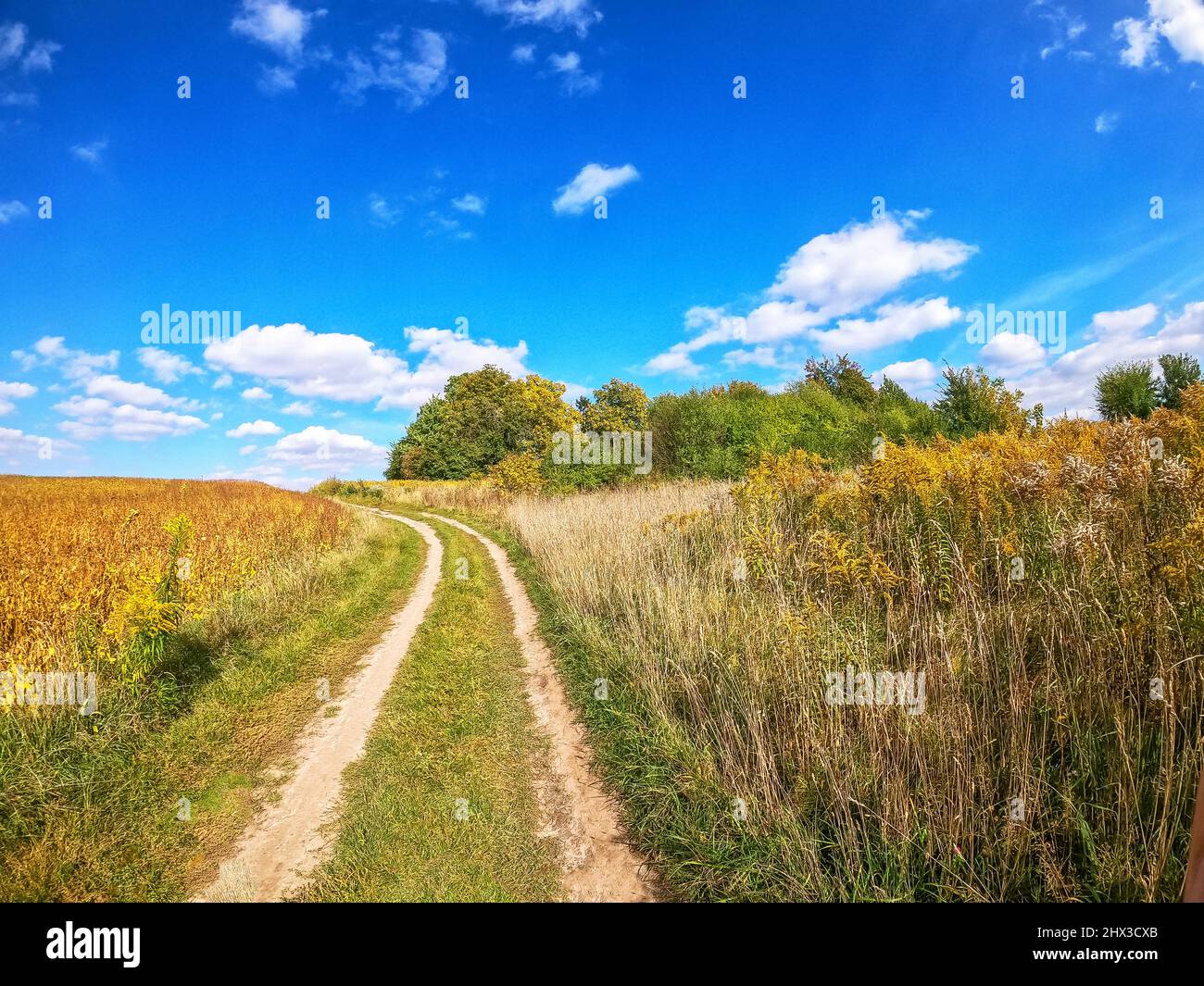 Summer field landscape. Country road in field, trees on horizon. Bright ...