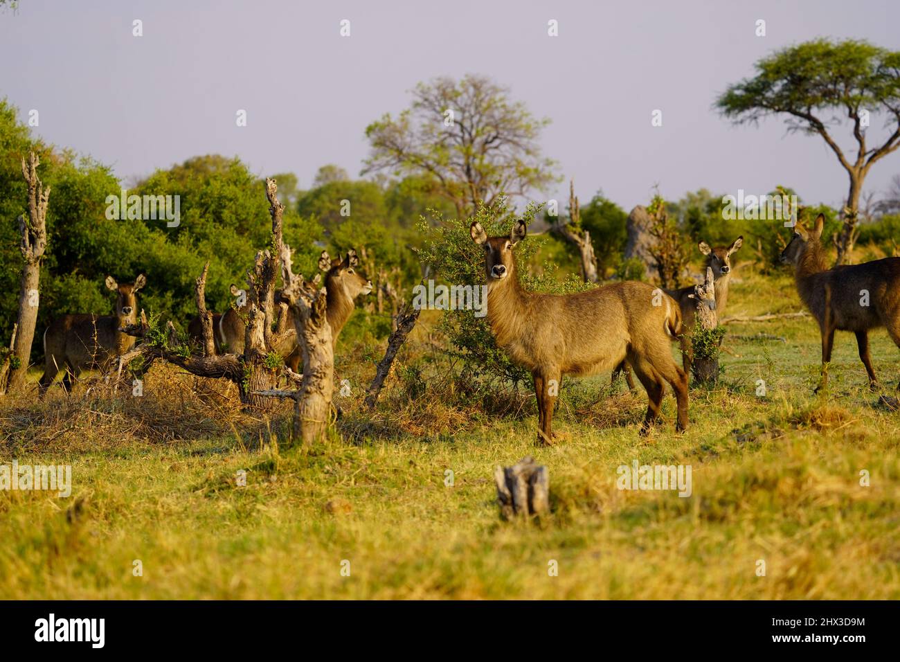 African Antelope are the prey animals for the big cats of the plains ...