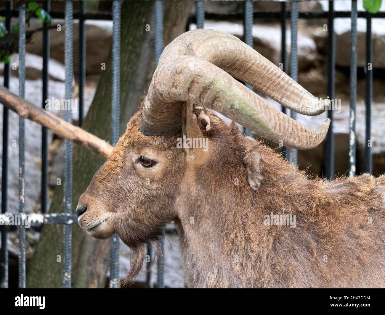 Beautiful mountain goat with helical long horns on the background of ...
