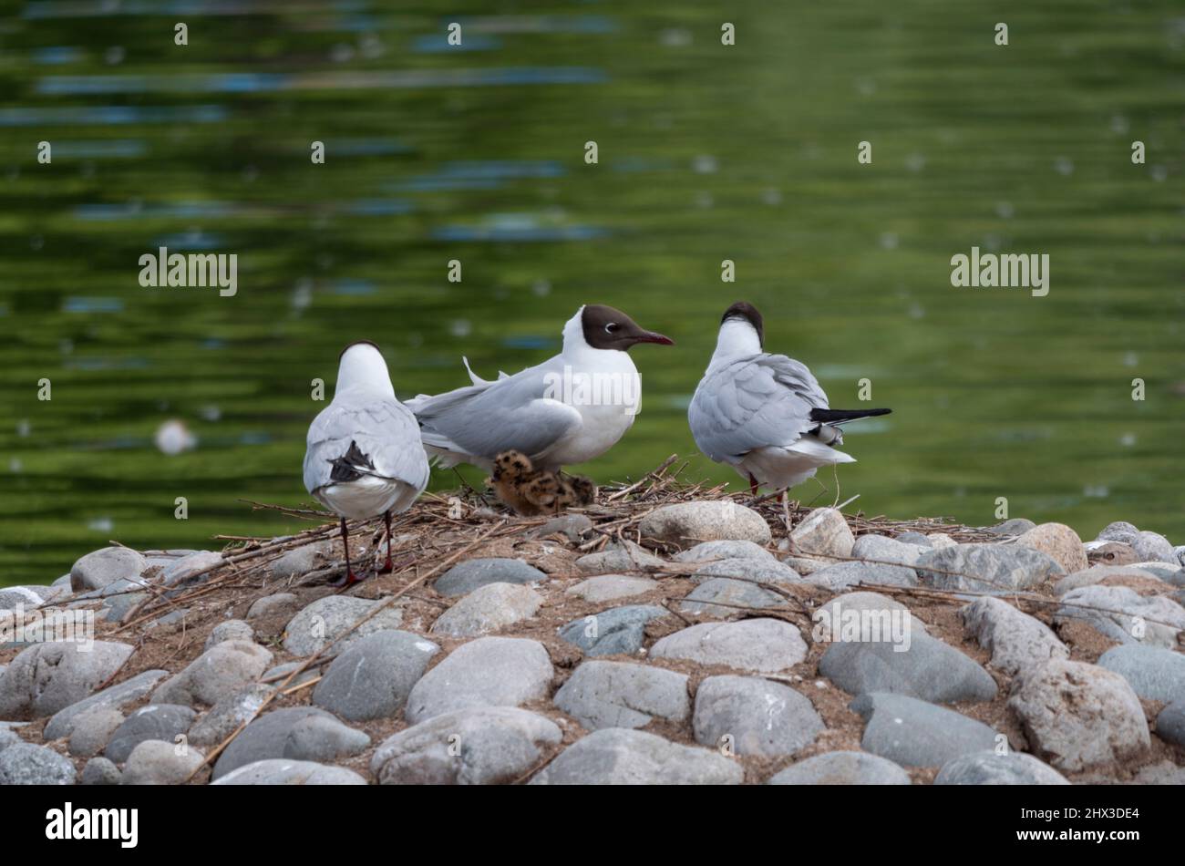 Three seagulls are sitting on a stone in the sea Stock Photo - Alamy
