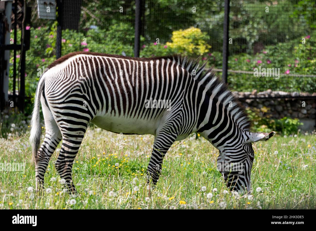 African beautiful zebra eating fresh green grass Stock Photo - Alamy
