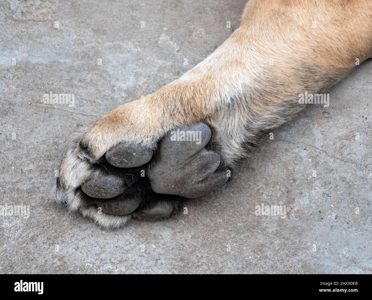 Front paw of a sleeping lioness with claws Stock Photo - Alamy