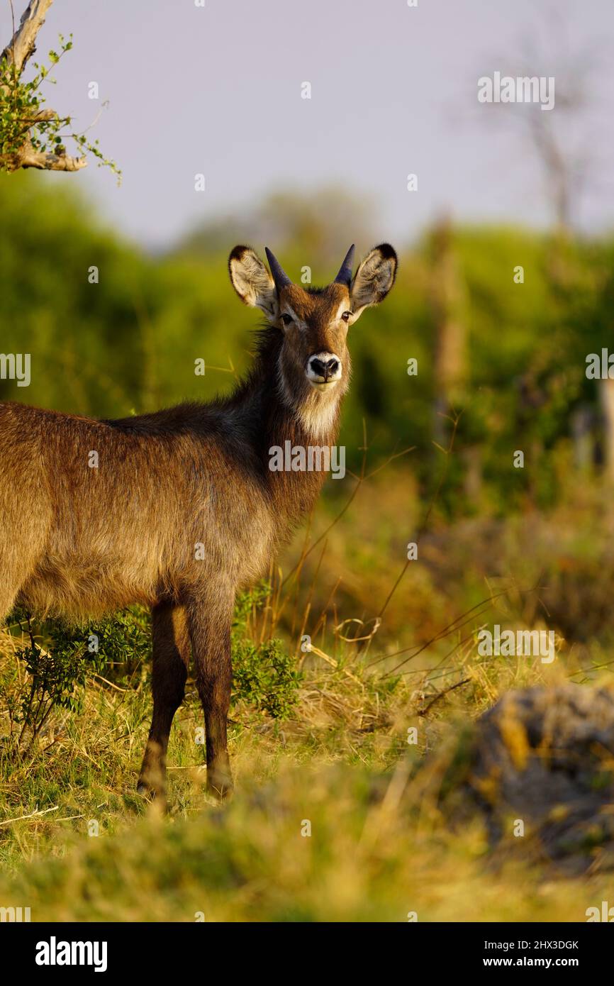 African Antelope are the prey animals for the big cats of the plains ...