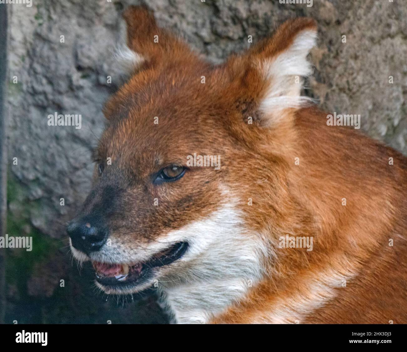 Red maned wolf in the captive animal portrait Stock Photo - Alamy