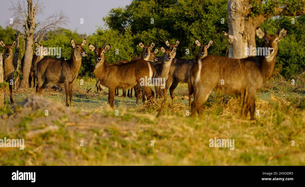 African Antelope are the prey animals for the big cats of the plains ...