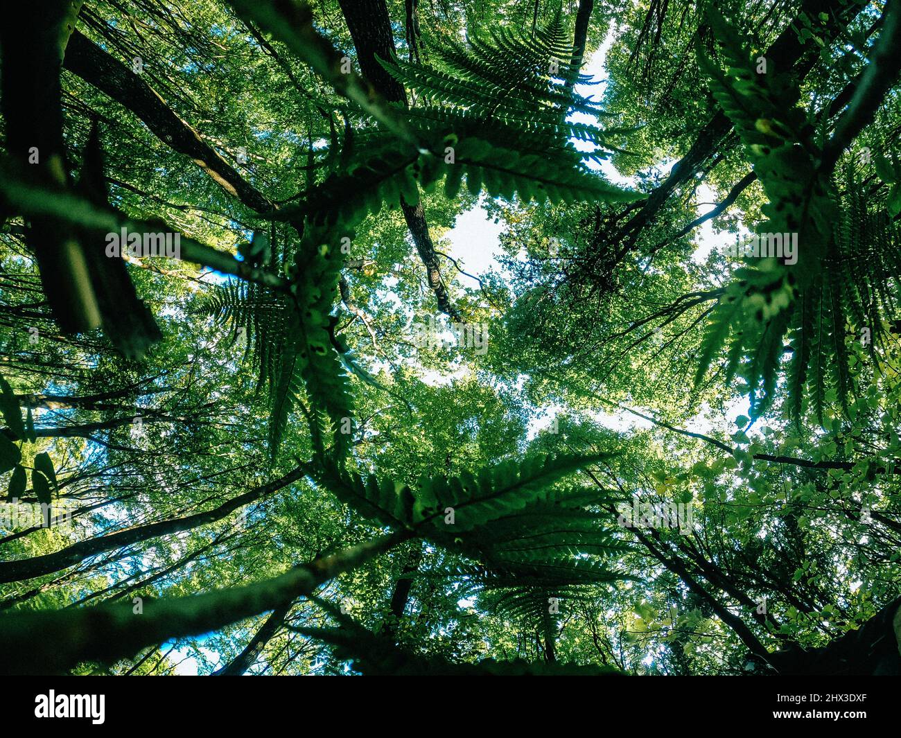 Bottom view of sky through green leaves of forest plants. Green ...