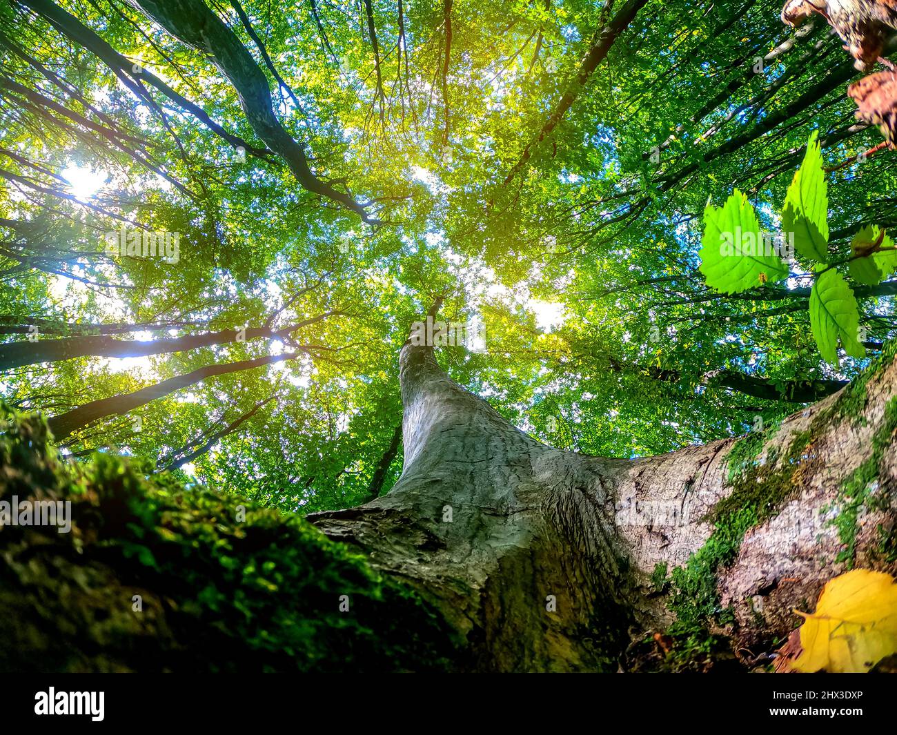 Bottom view of sunlight through treetops. Rough tree trunk. Summer ...