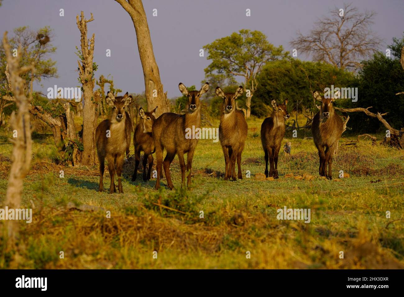 African Antelope are the prey animals for the big cats of the plains ...