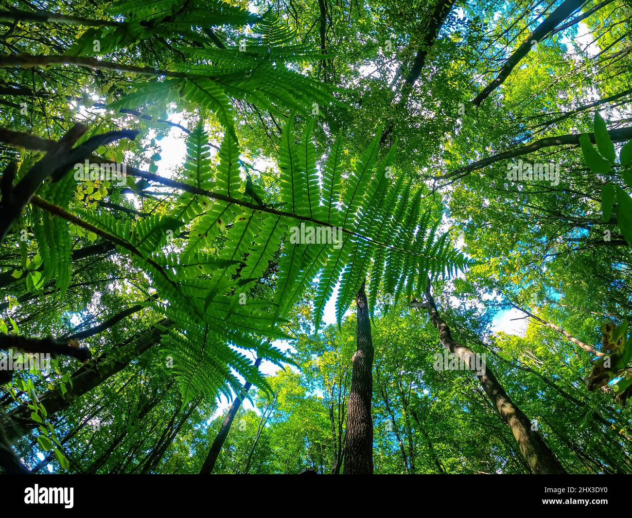 Sunlight falling through treetops hi-res stock photography and images ...