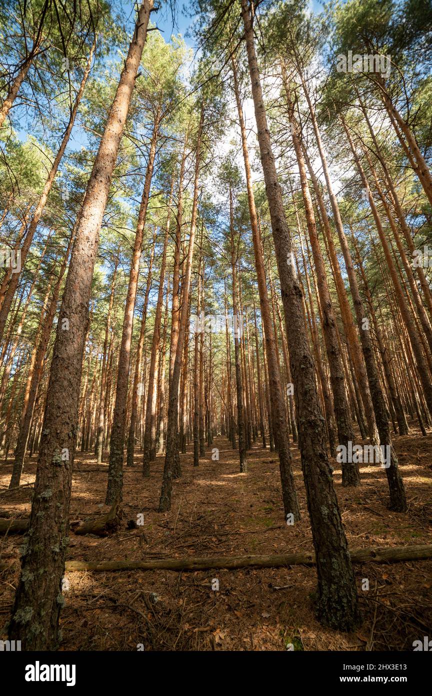 Autumn forest nature. Good morning in a colorful forest with sun rays ...