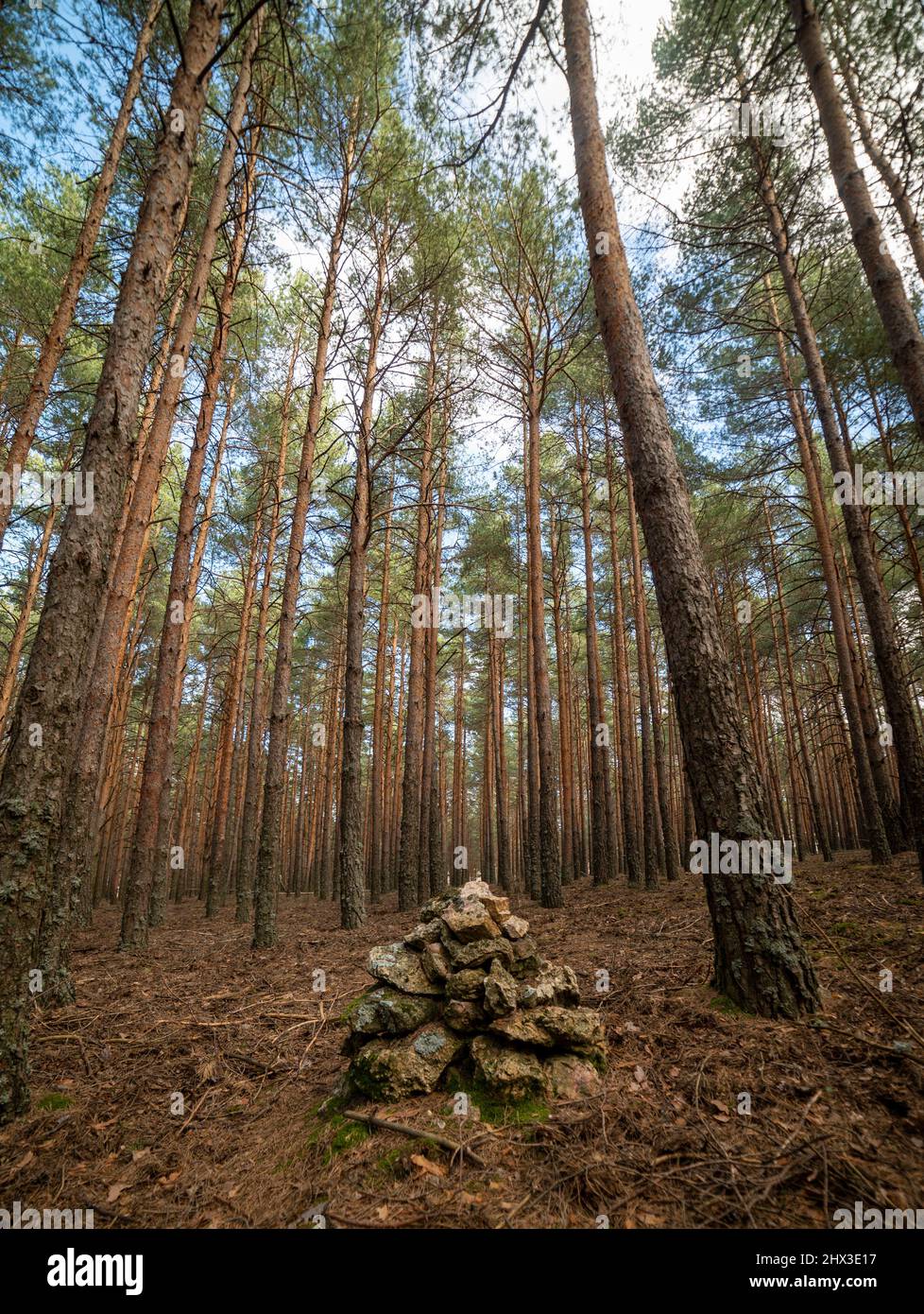Wide angle forest landscape hi-res stock photography and images - Alamy