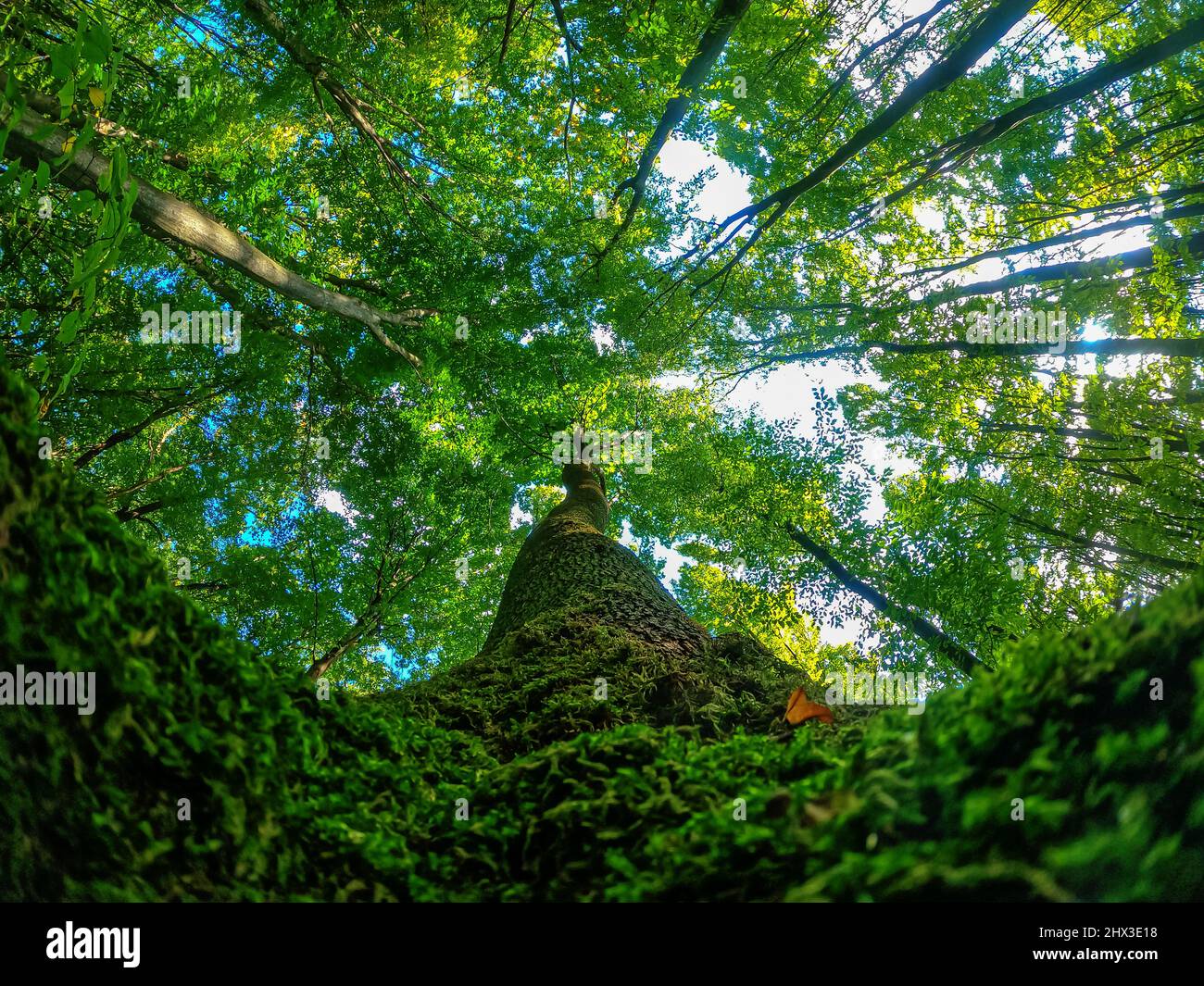 Bottom view through treetops hi-res stock photography and images - Alamy