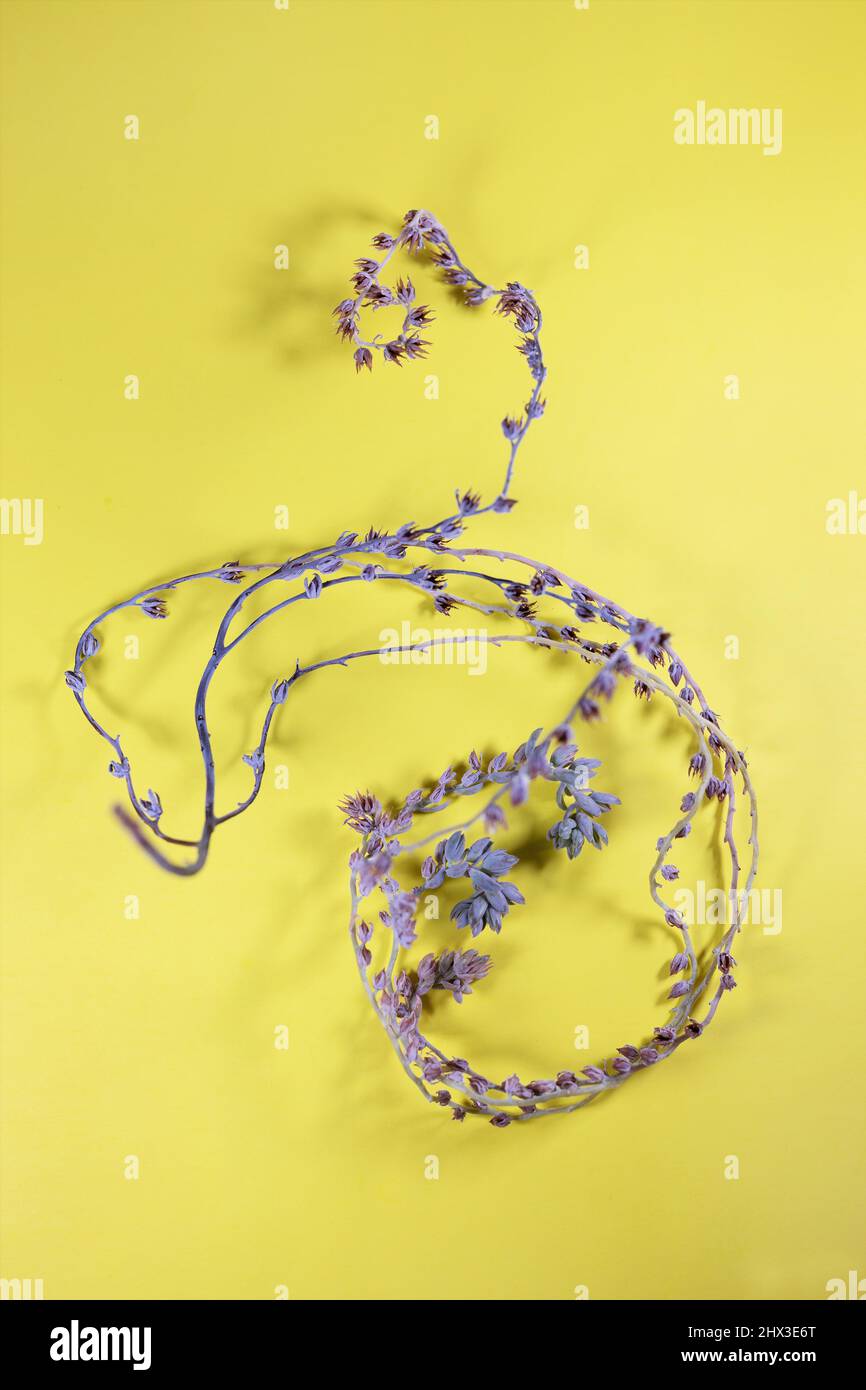 A strand of flowers from an echeveria plant on a yellow background ...