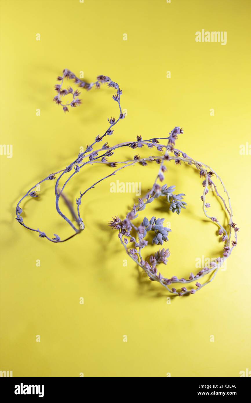 A strand of flowers from an echeveria plant on a yellow background ...