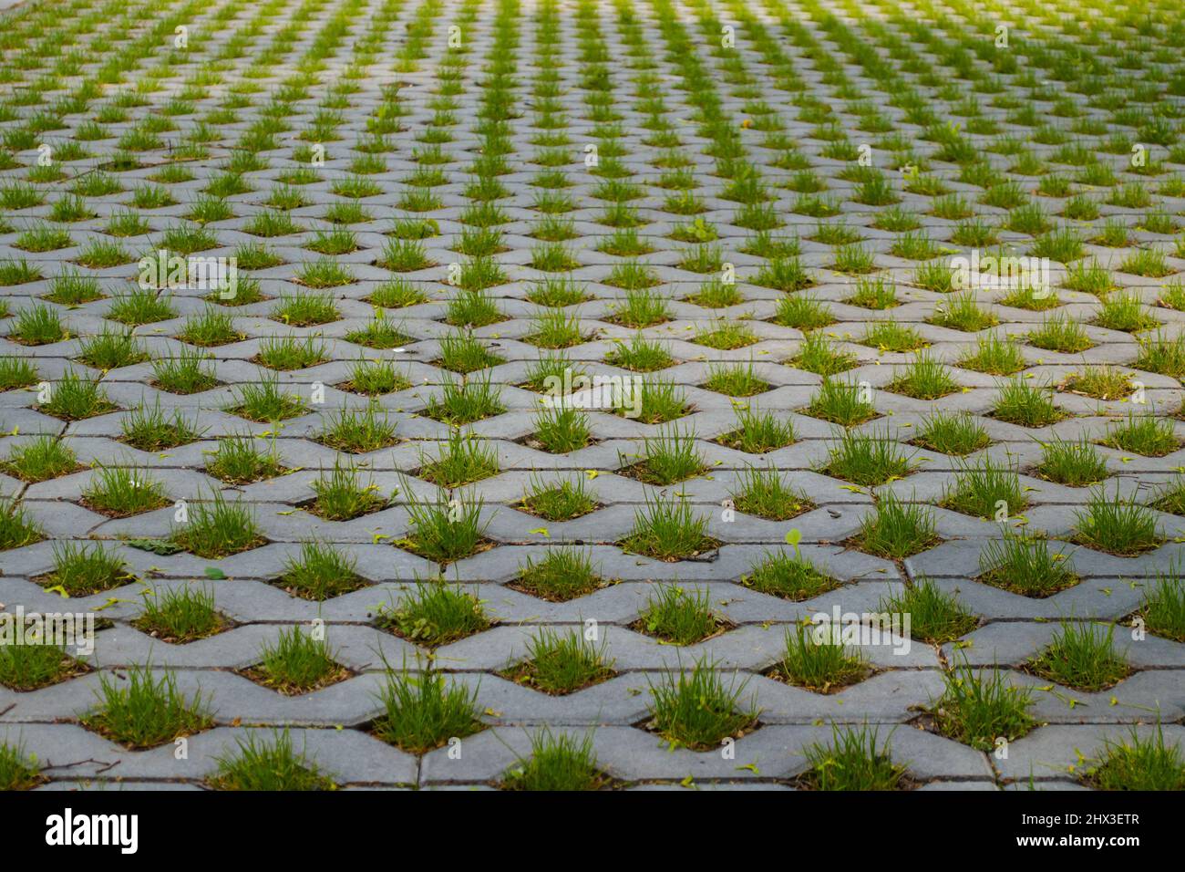 Grass in cells concrete hi-res stock photography and images - Alamy