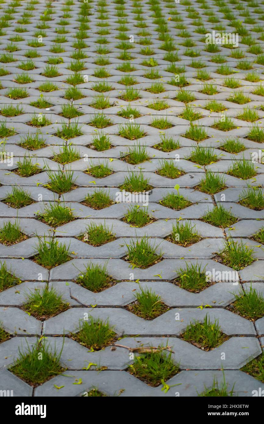 Lawn of green grass in the park among the cells of concrete slabs Stock ...