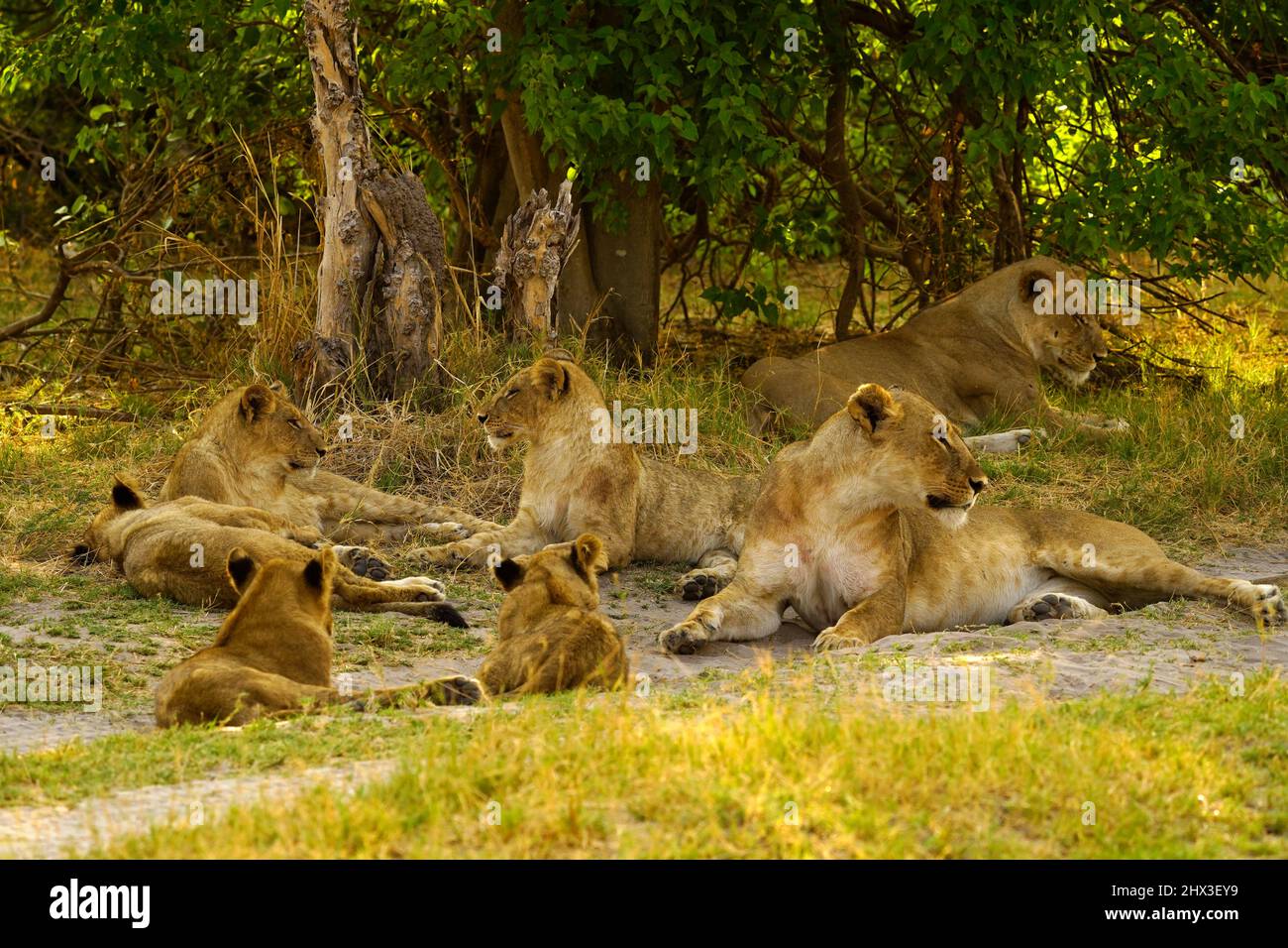 Lions are one of Africa's Big Five, now vulnerable to extinction Stock ...
