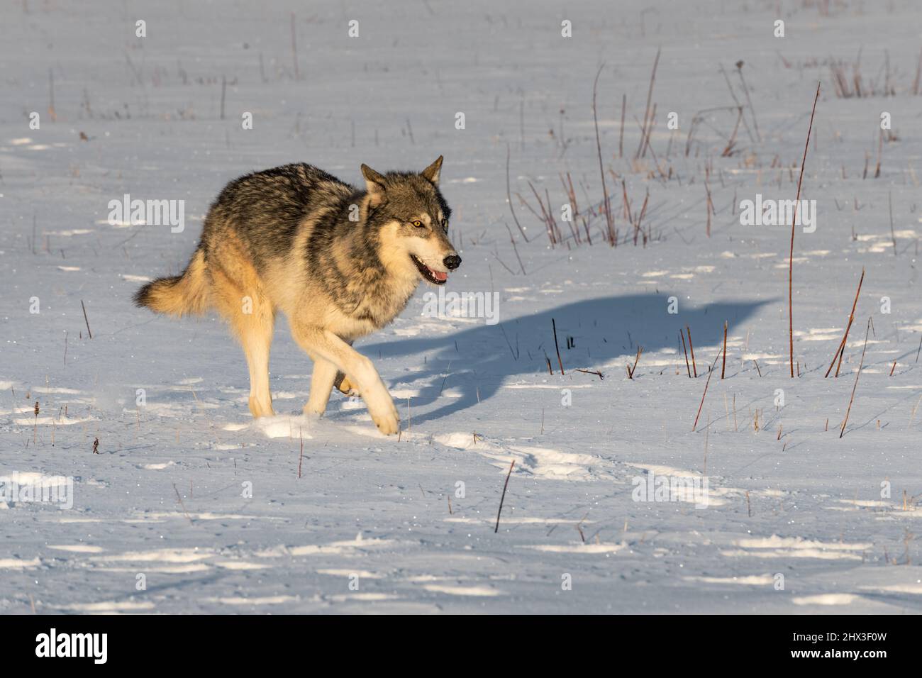 Grey Wolf (Canis lupus) with Shadow Run Across Field in Early Morning ...