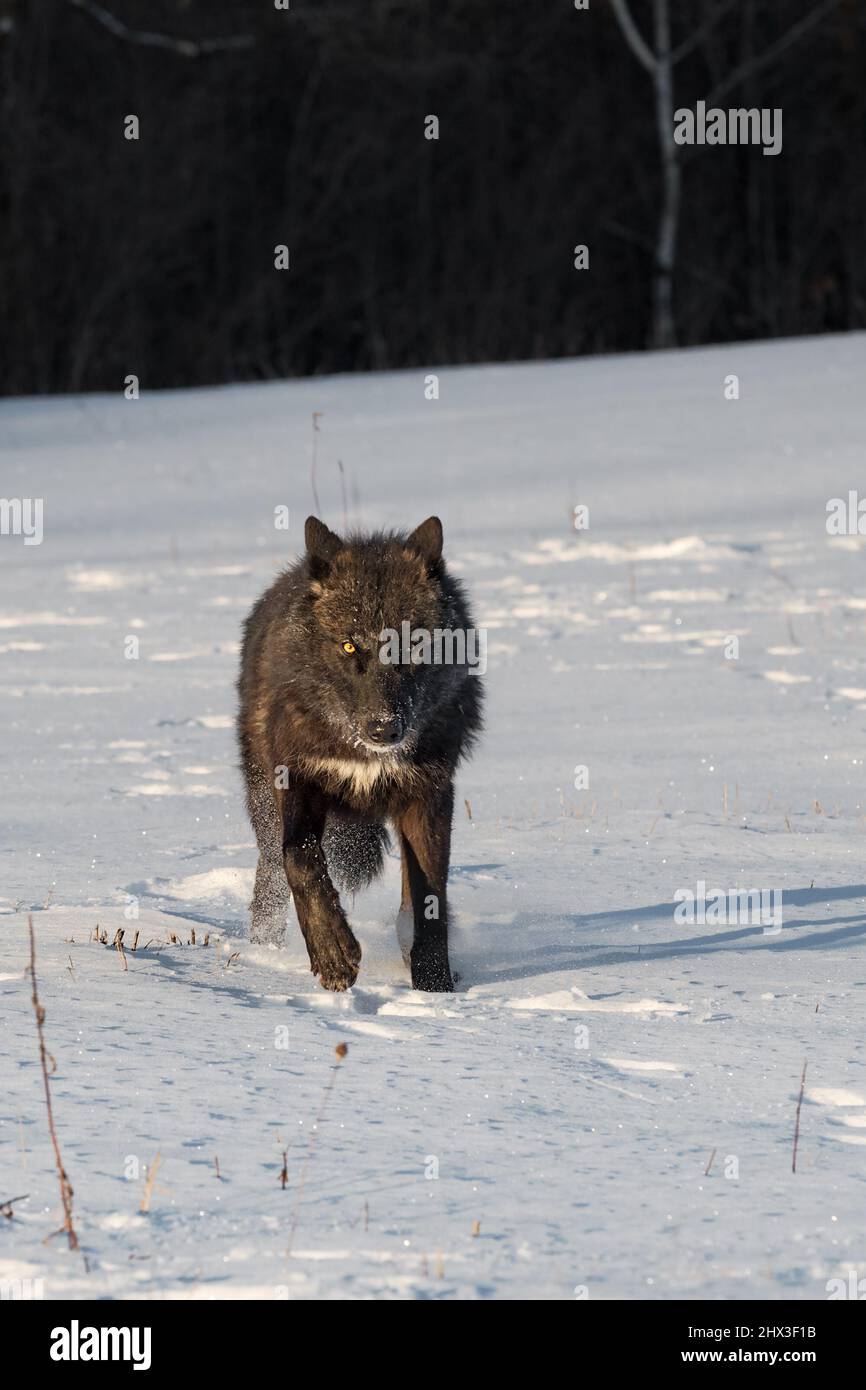 Black Phase Grey Wolf (Canis lupus) Runs Forward Ears Back Winter ...