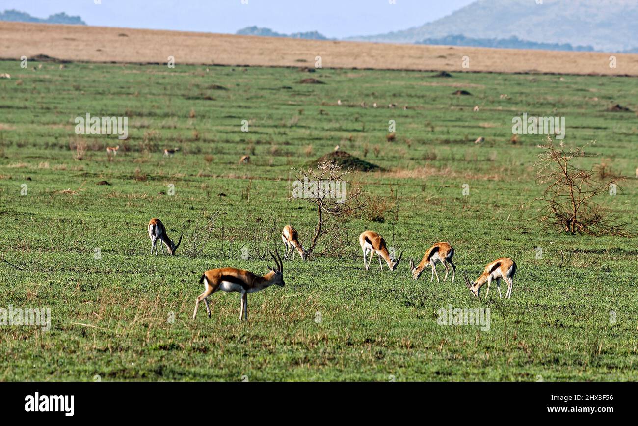 Grassland animals hi-res stock photography and images - Alamy