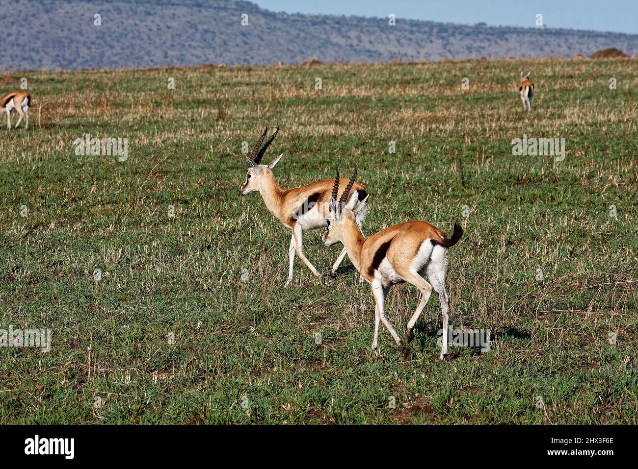 2Thomson's gazelles; walking;Eudorcas thomsonii; tommie; fleet footed ...