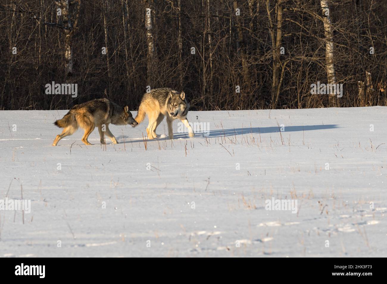 Grey Wolves (Canis lupus) Play Together at Top of Field Copy Space ...