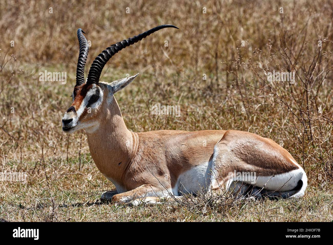 Grant's gazelle, portrait, sitting, side view, close-up, Nanger granti ...