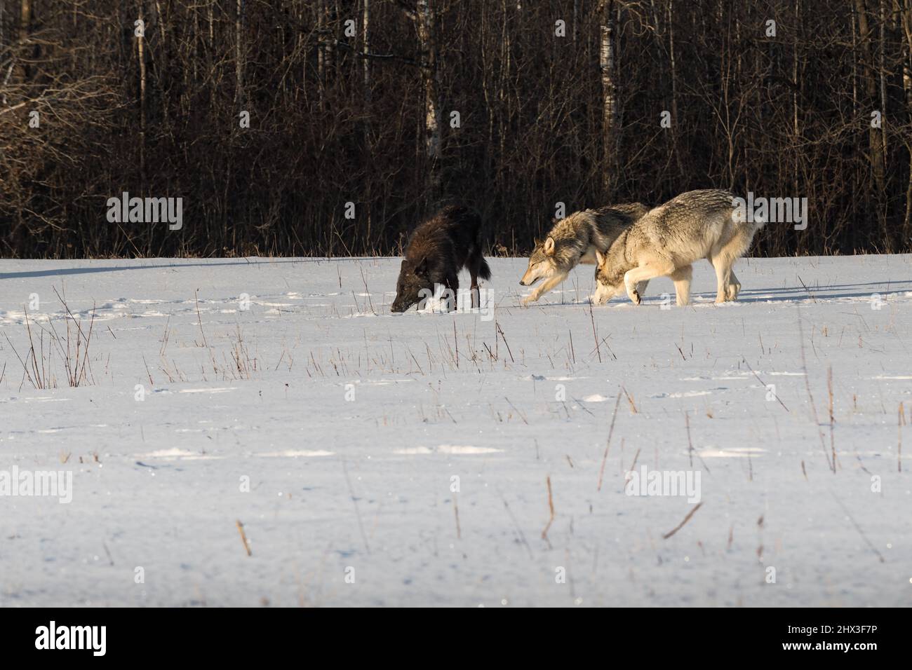 Three Grey Wolves (Canis lupus) at Top of Field Copy Space Winter ...