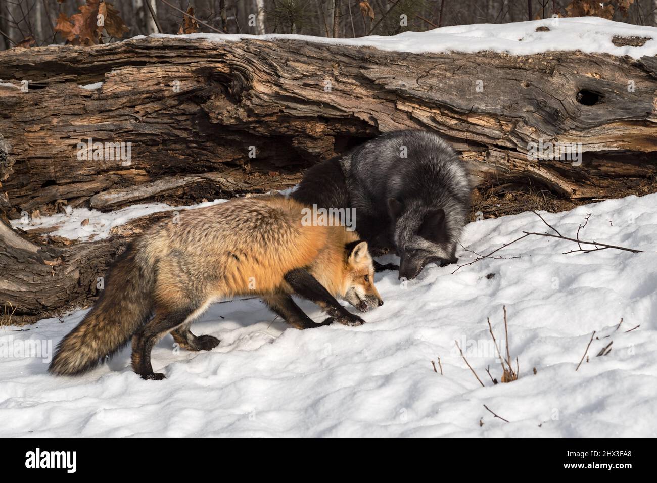 Red and Silver Fox (Vulpes vulpes) Sniff Together at Base of Log Winter ...