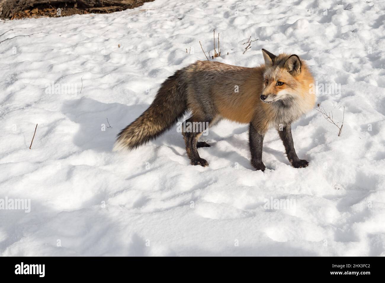 Red Fox (Vulpes vulpes) Turns to Look Back in Snow Winter - captive ...