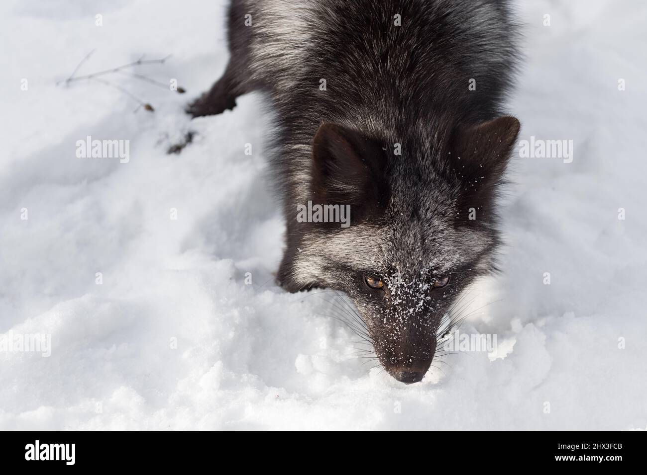 Silver Fox (Vulpes vulpes) From Above Winter Stock Photo - Alamy