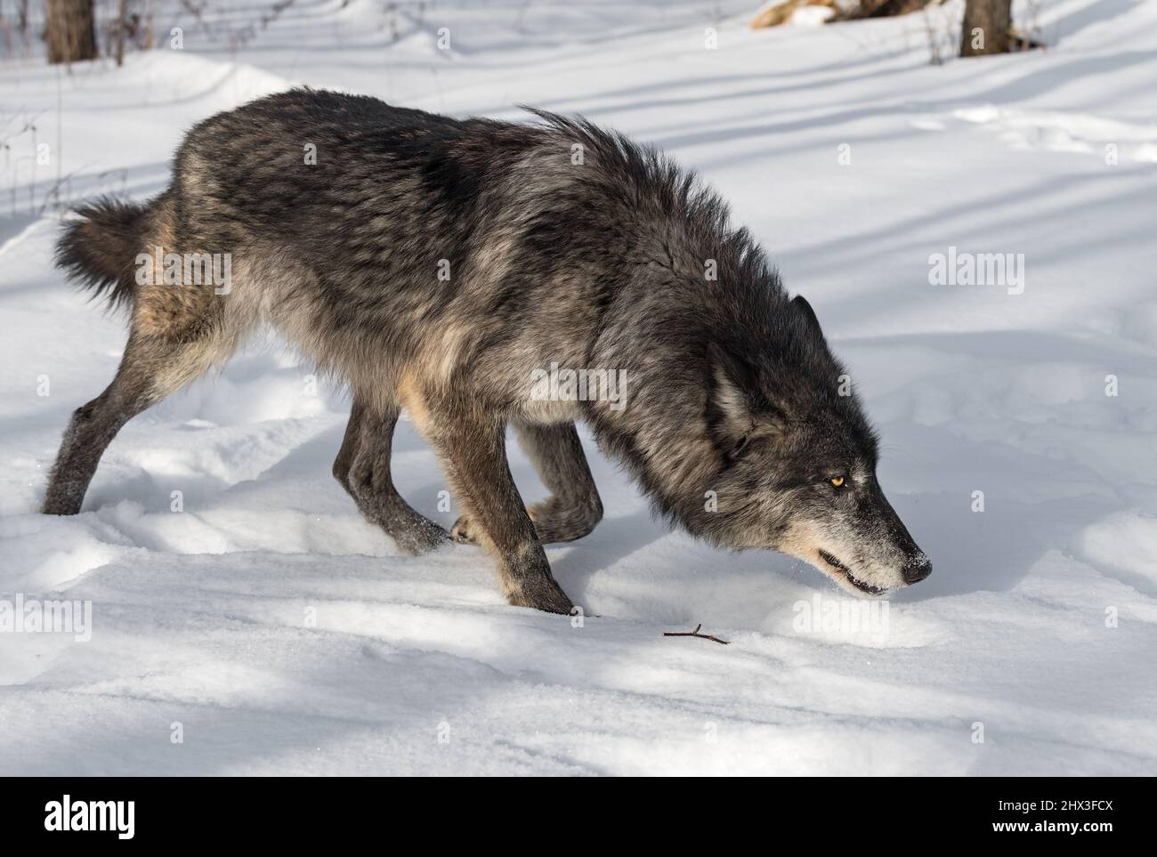 Black Phase Grey Wolf (Canis lupus) Stalks Right on Edge of Forest ...