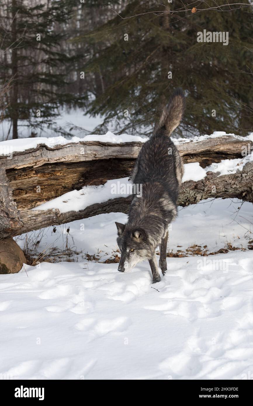 Leaping over log hi-res stock photography and images - Alamy
