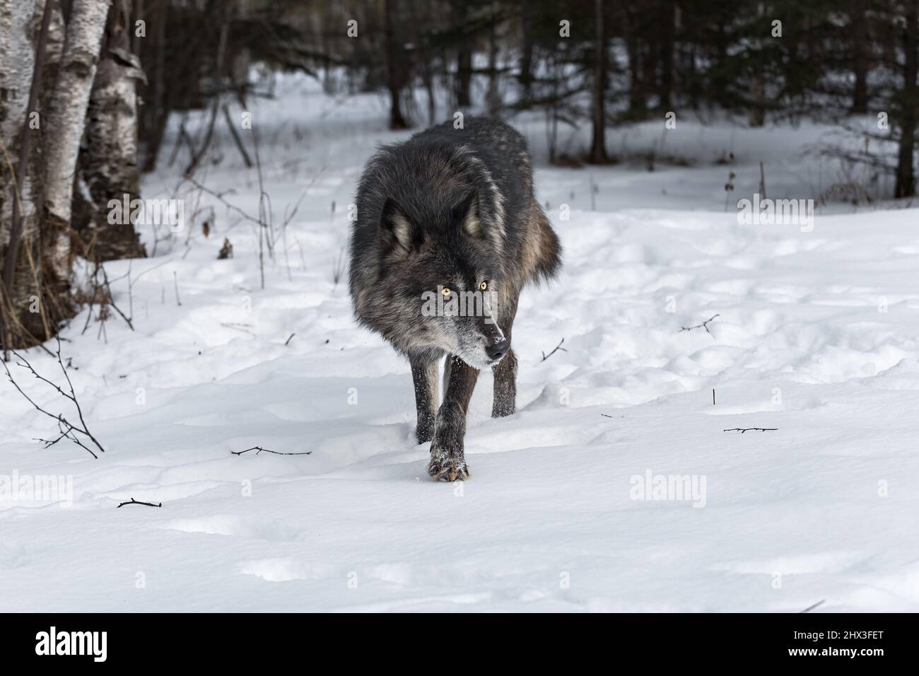 Black Phase Grey Wolf (Canis lupus) Steps Forward From Forest Winter ...