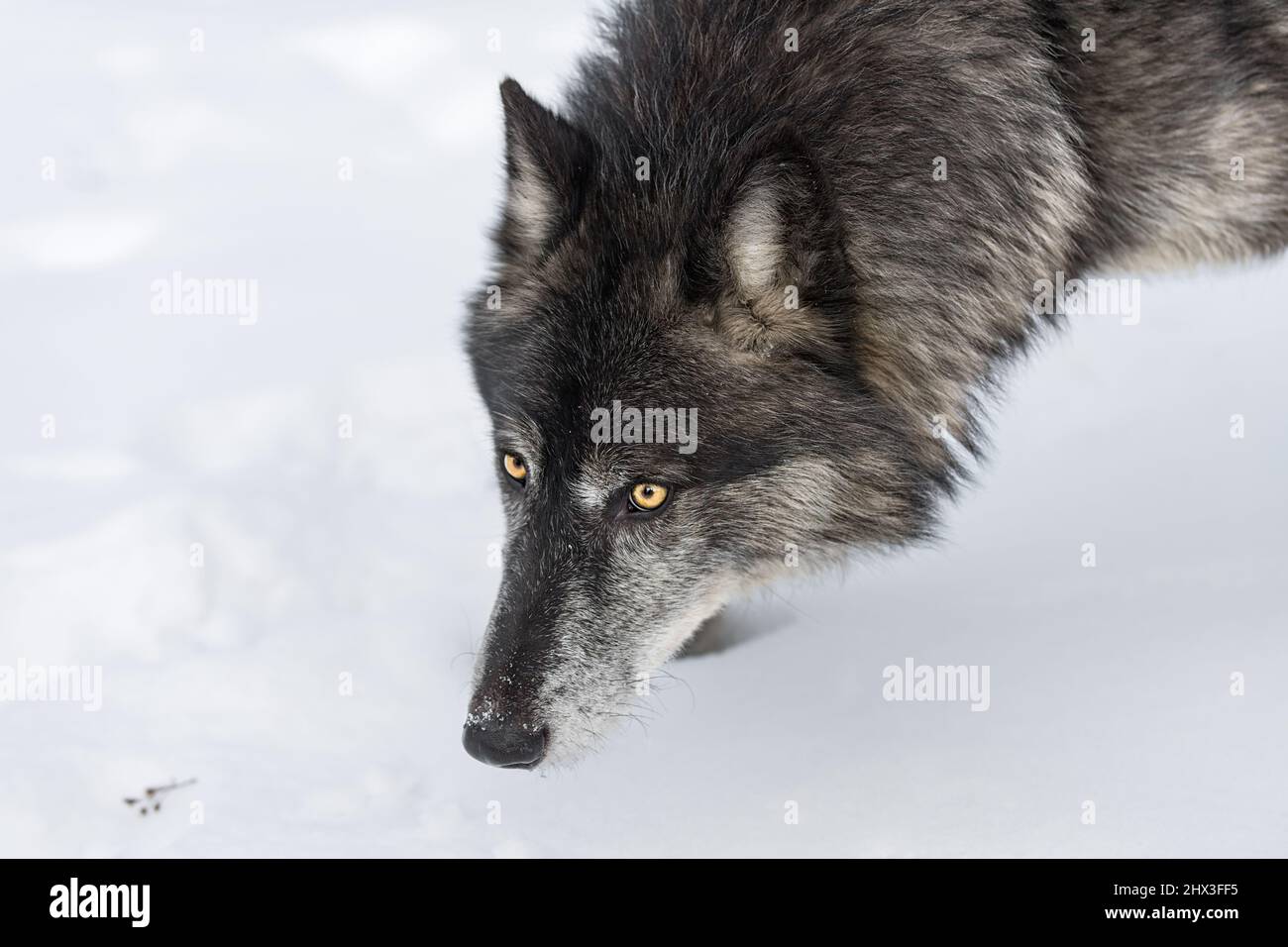 Black phase gray wolf hi-res stock photography and images - Alamy