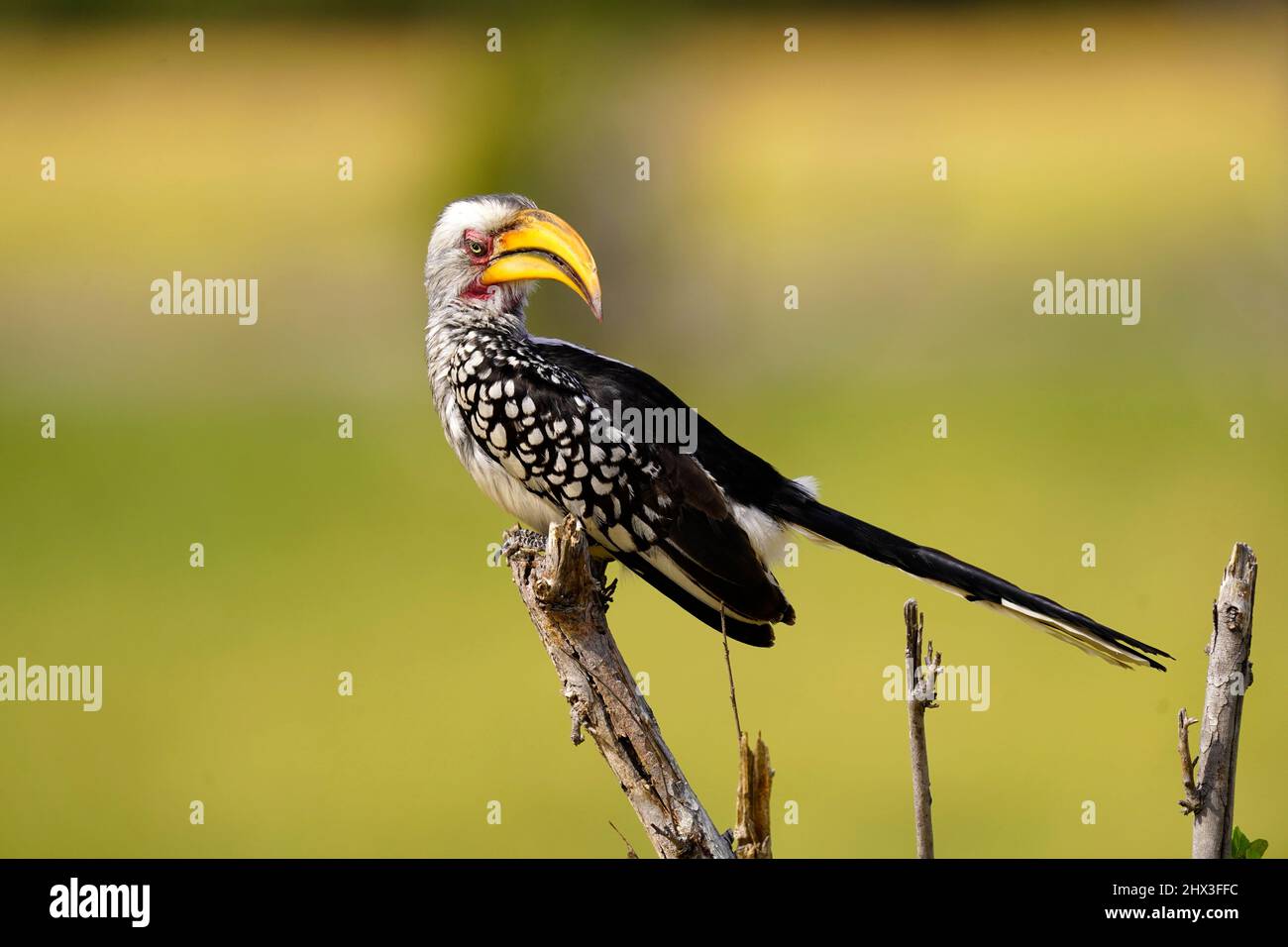 African birds can be stunning colours & the sounds of birdsong is ...