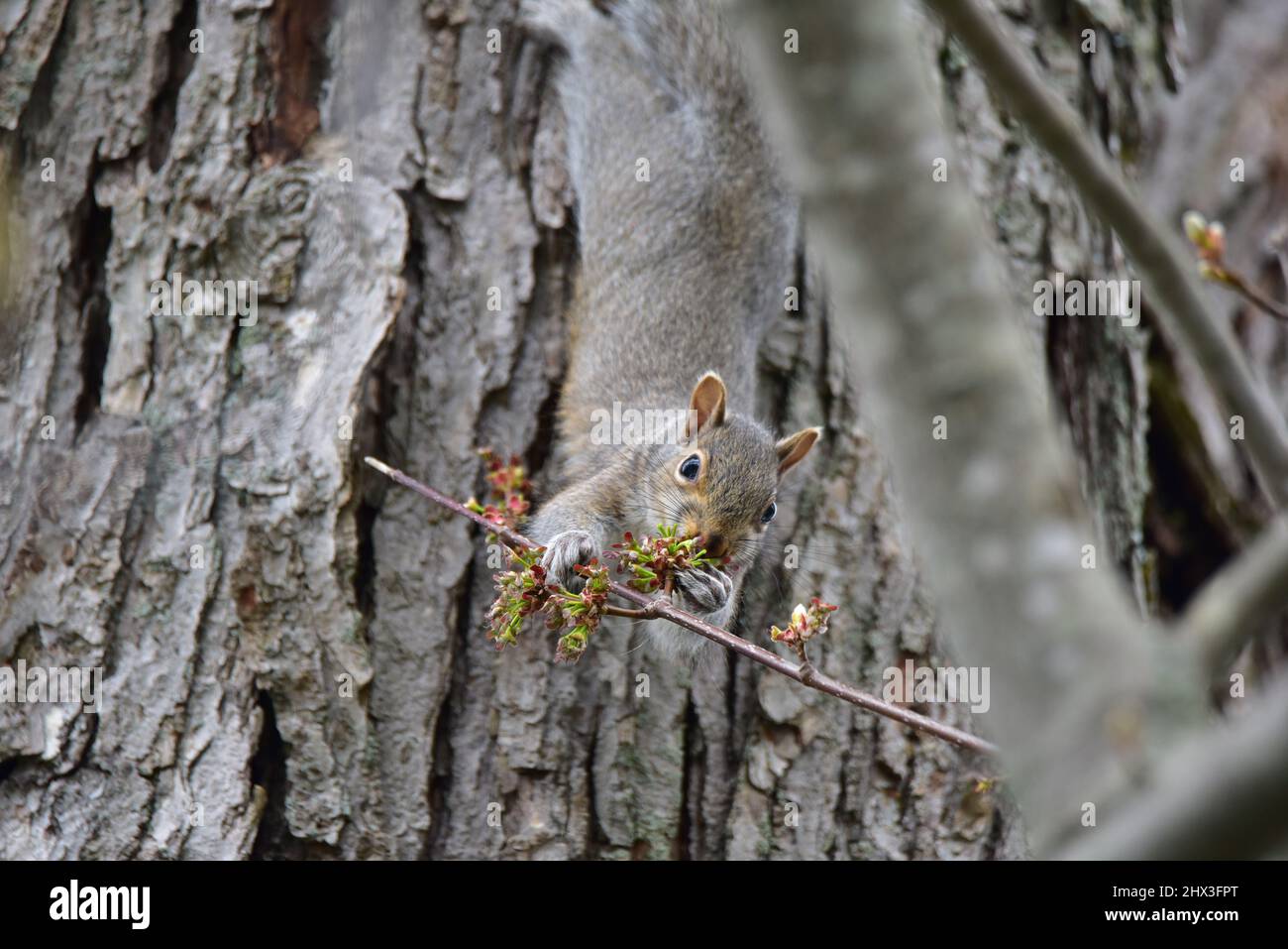 Female robin makes nest on rain gutter in spring Stock Photo - Alamy