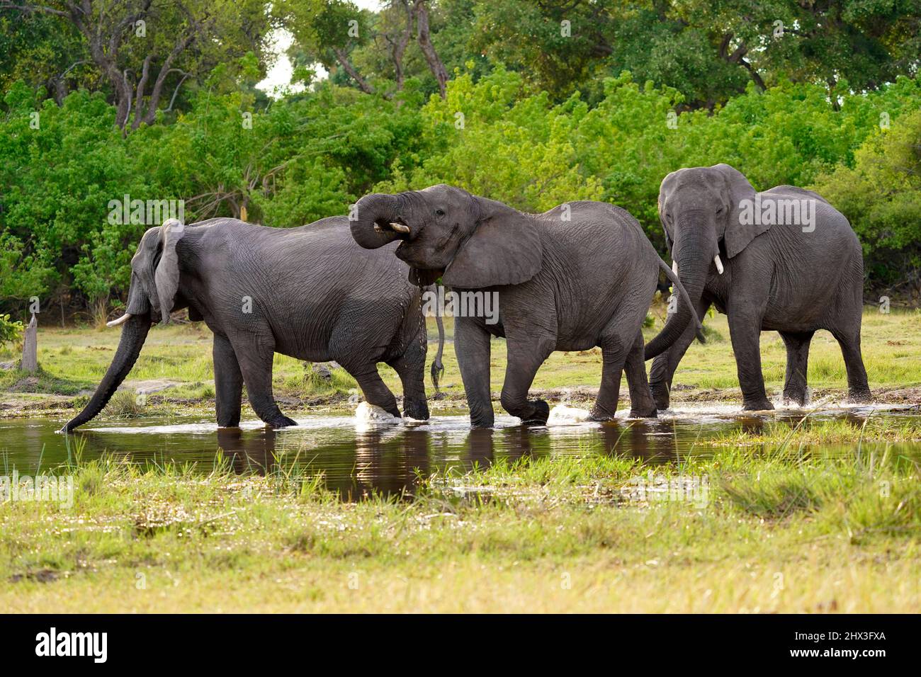 African elephants stay together in breeding herds only males go off ...