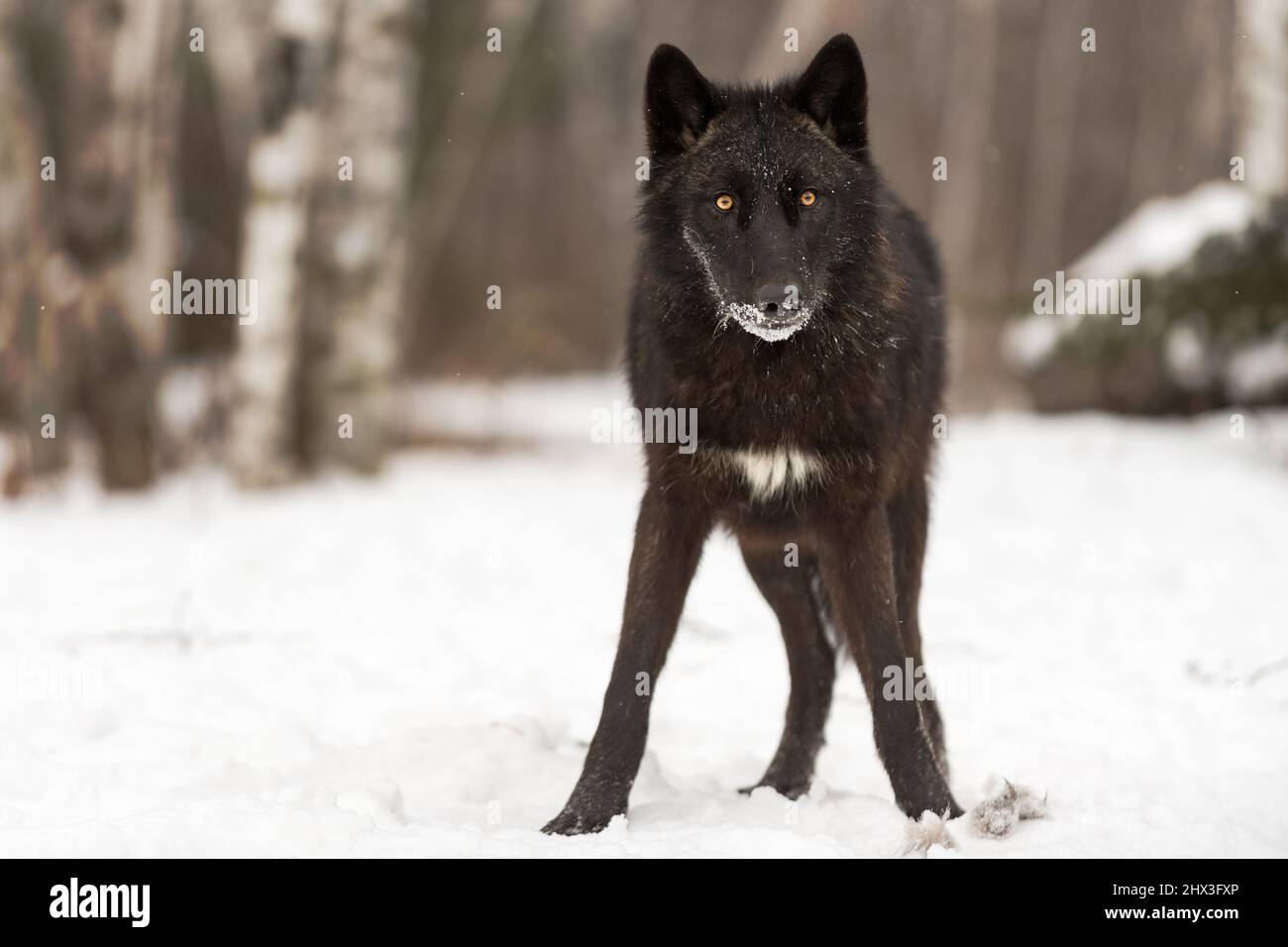 Black Grey Wolves
