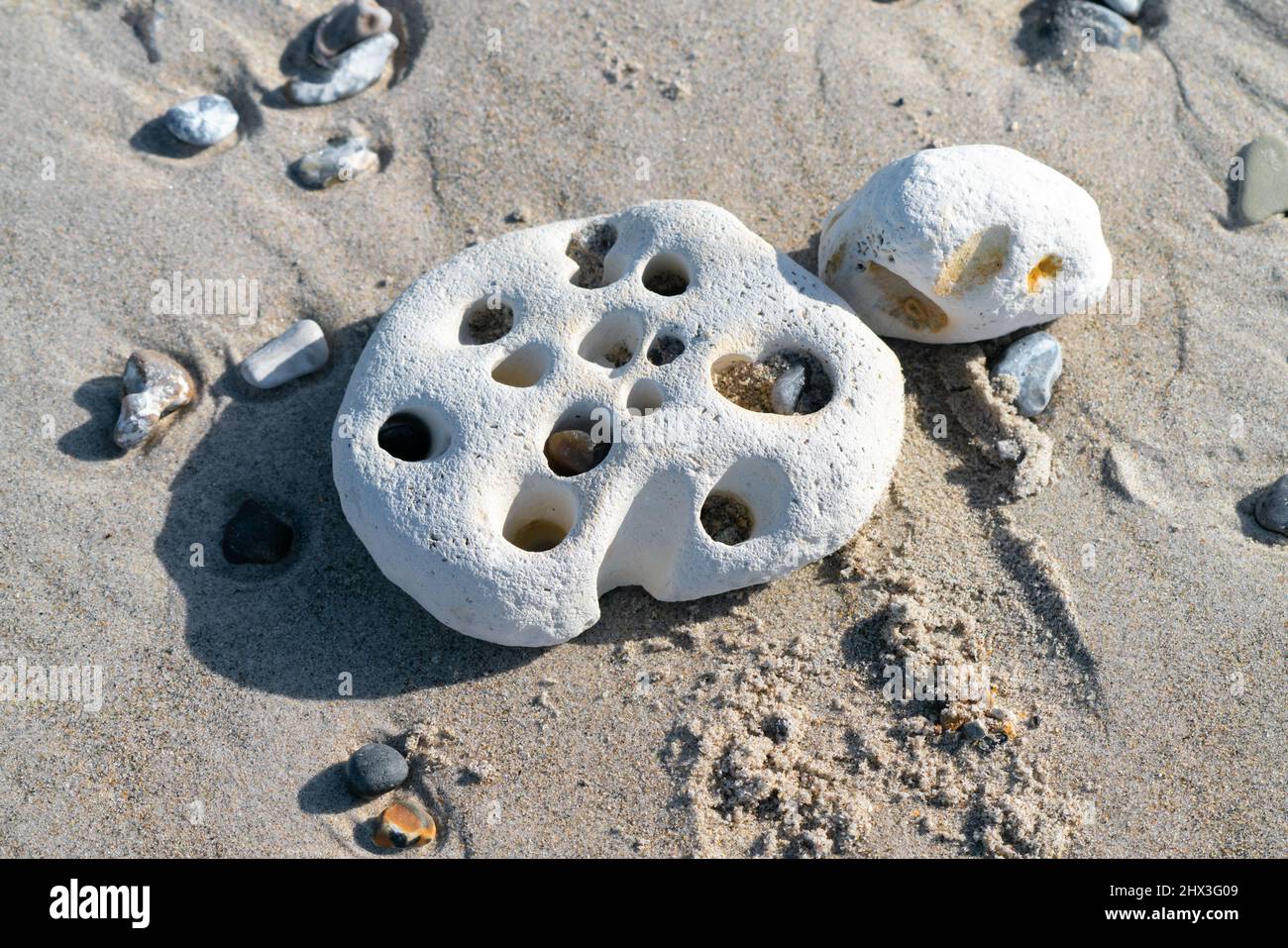 Big porous white stone lying on a sandy beach in Dune island, Germany ...