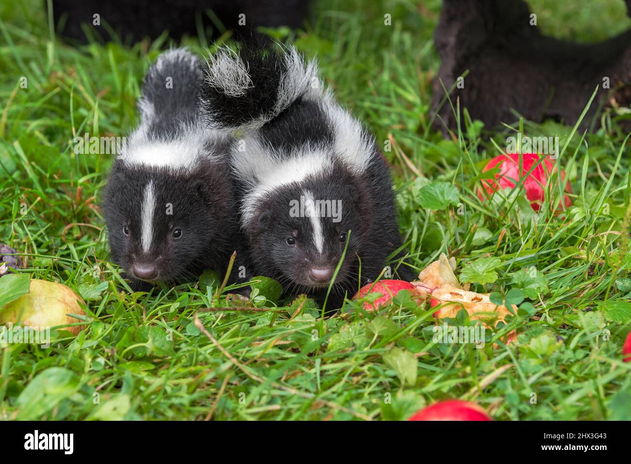 Striped Skunk (Mephitis mephitis) Kits Lean Together Summer - captive ...